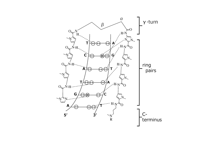 Contract Syntheses of PIPA (Py-Im-Polyamide) | HiPep Laboratories